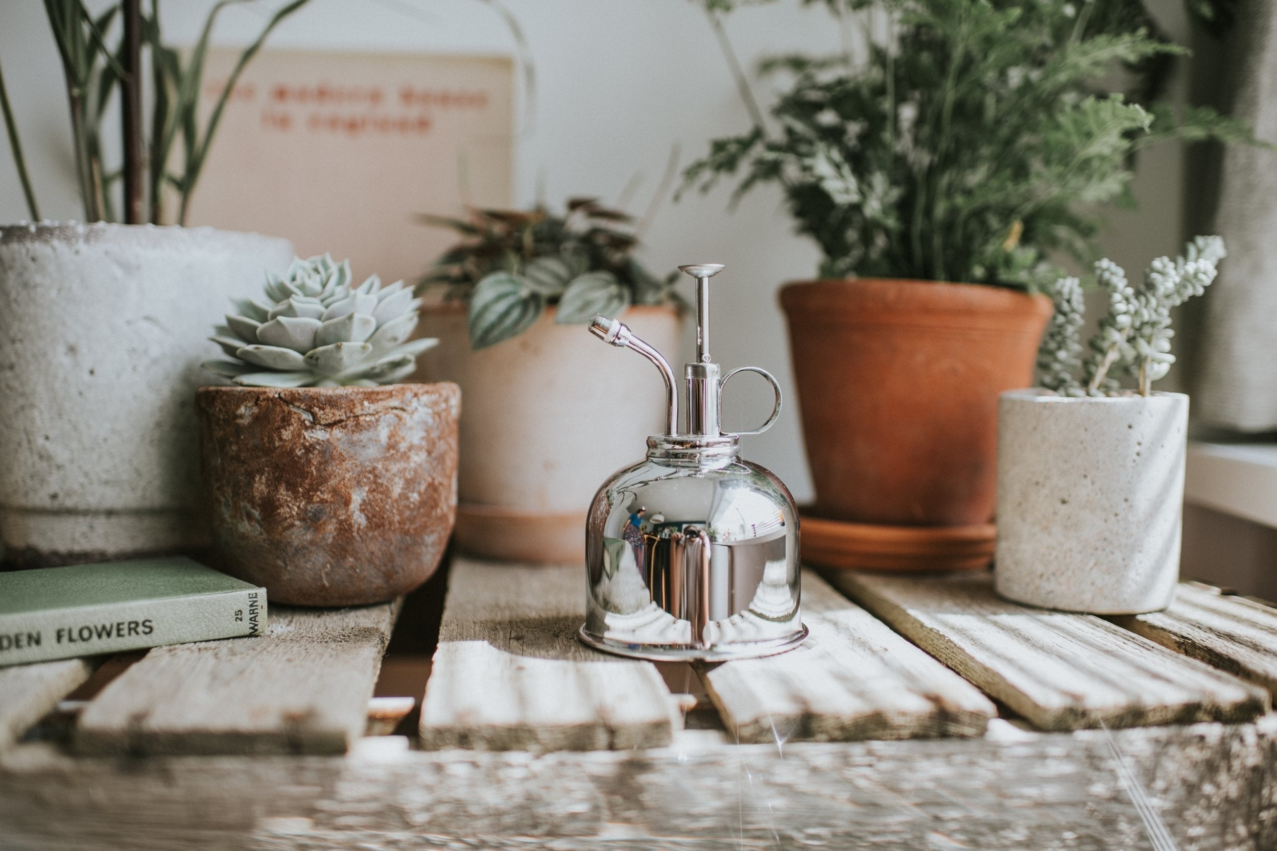 Autumn houseplant care: essential tips for healthy indoor plants – Haws UK