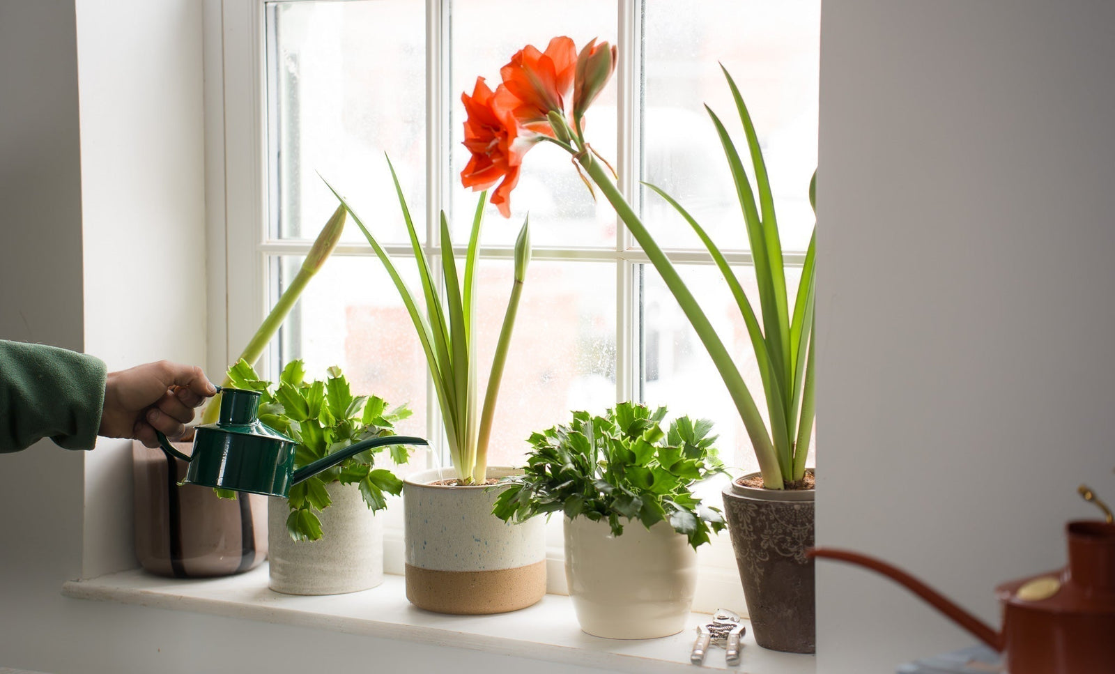How to keep your festive houseplants flourishing all year – Haws UK